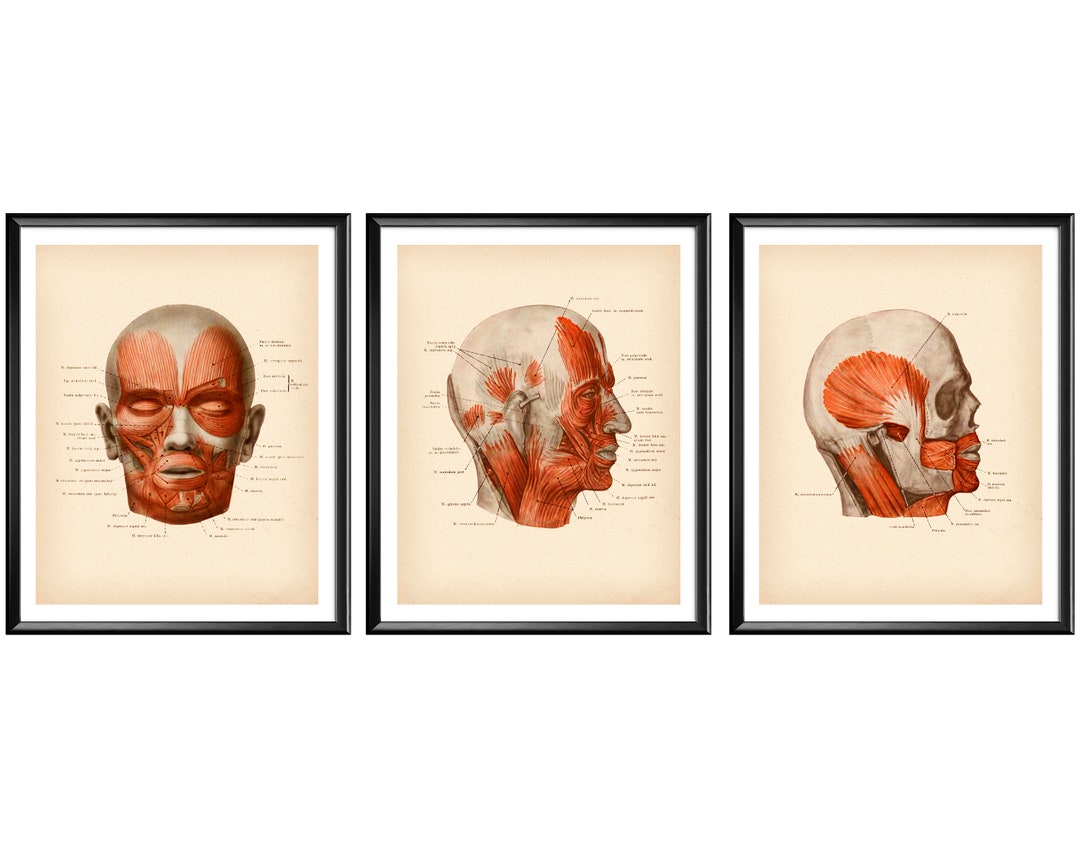 Facial Muscles Poster Anatomical Face Art Human Anatomy Art Medical ...