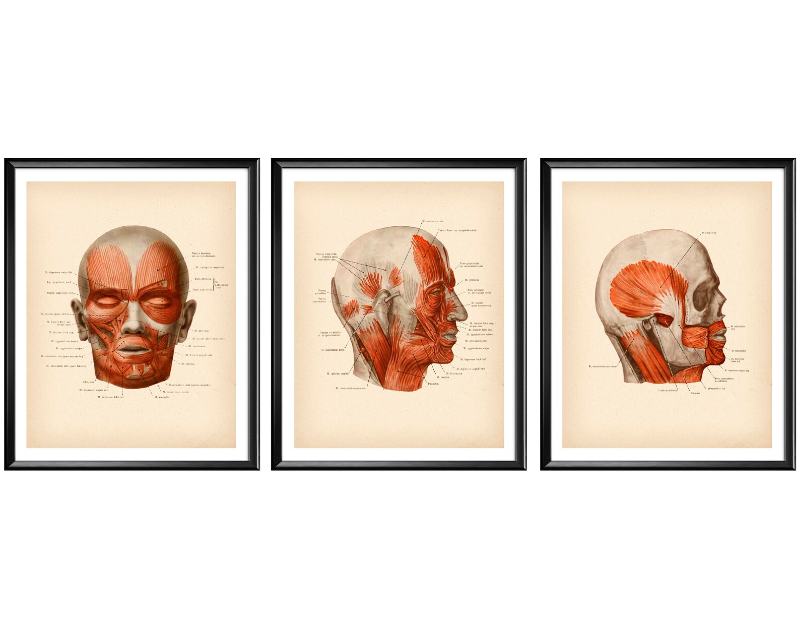 Facial Muscles Poster Anatomical Face Art Human Anatomy Art - Etsy