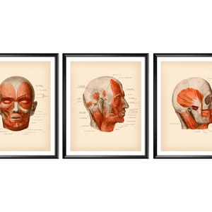 Facial Muscles Poster Anatomical Face Art Human Anatomy Art Medical ...