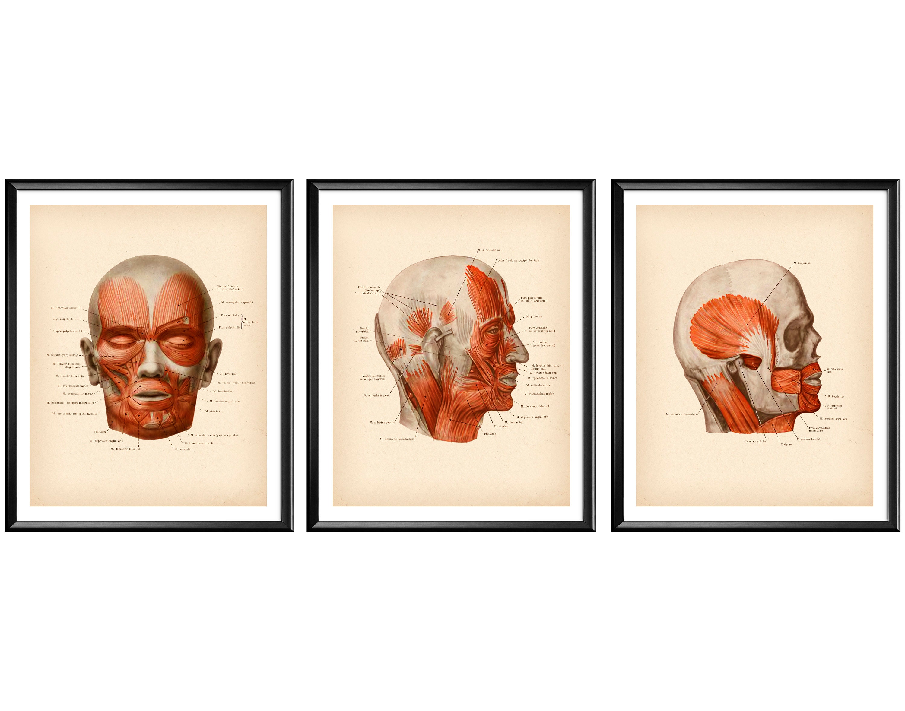 Facial Muscles Poster Anatomical Face Art Human Anatomy Art - Etsy