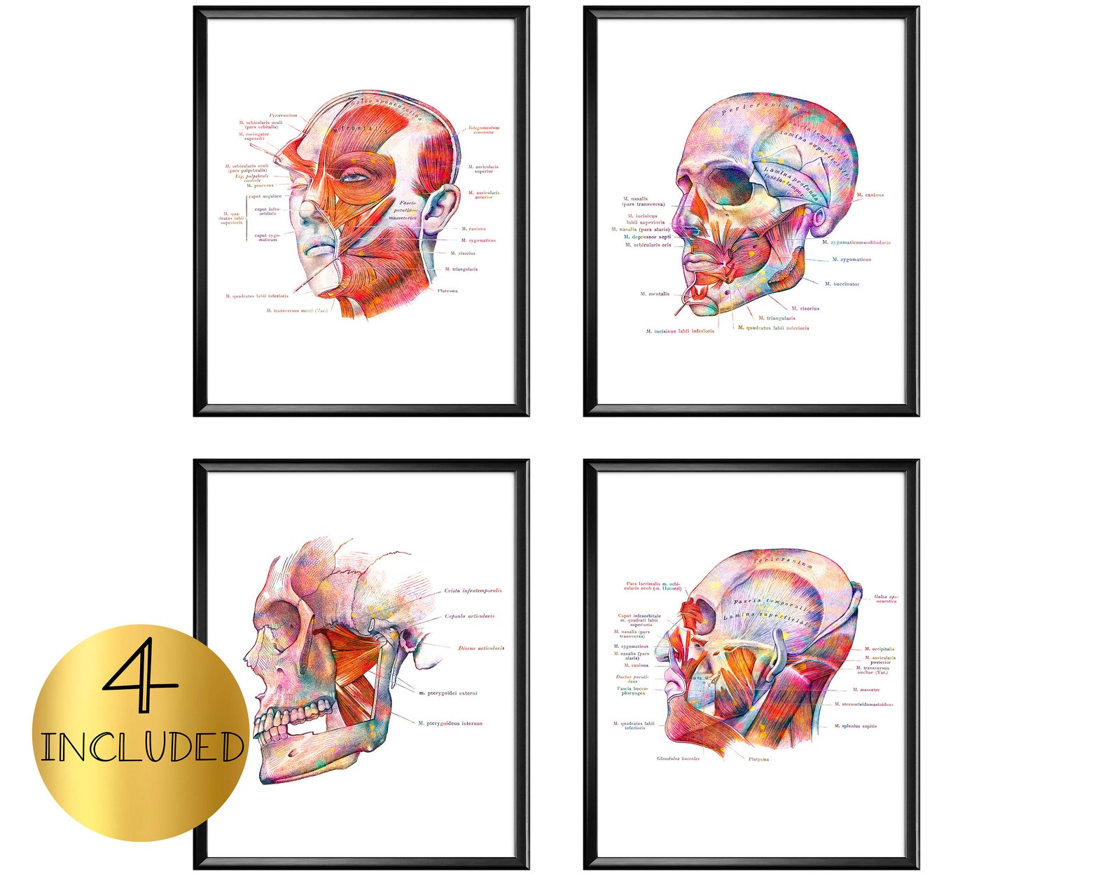Facial Muscles Anatomy Poster Botox Art Esthetician Gift - Etsy