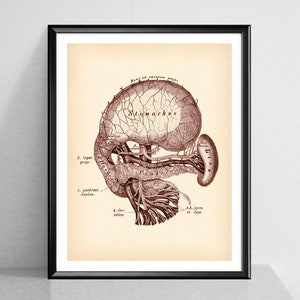 Antique Digestive System Poster, Pancreas Anatomy Art ...