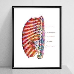 12 Anatomical Torso Posters Muscular Structure Anatomy Art Medical ...