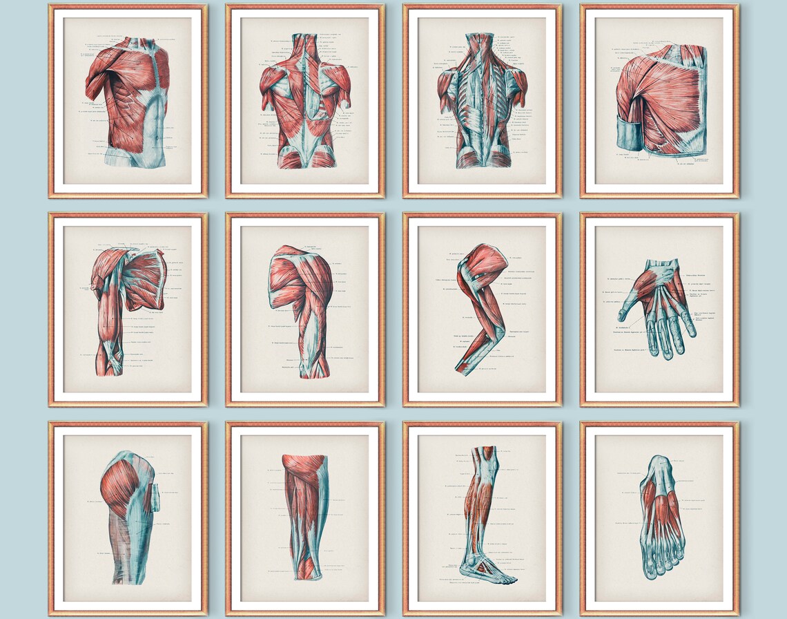 Human Muscular System Anatomy Print Set of 12 Muscles - Etsy