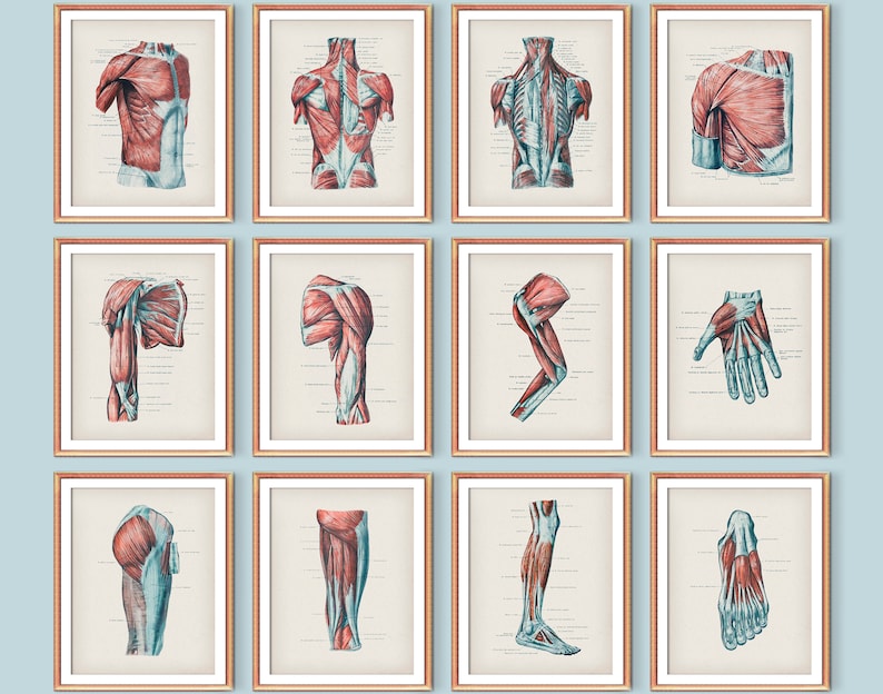 Human Muscular System Anatomy Print Set of 12 Muscles - Etsy
