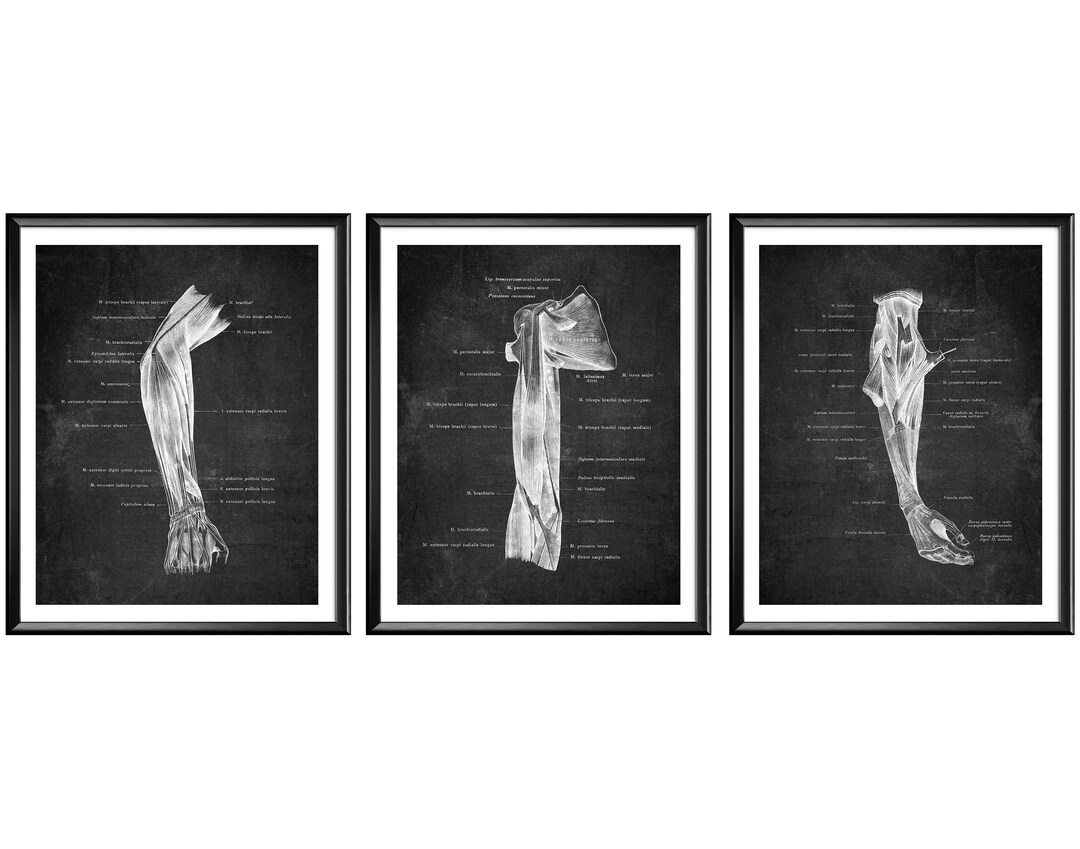 Anatomical Arm and Hand Poster Anatomy Chalkboard Art Muscles of Arm ...