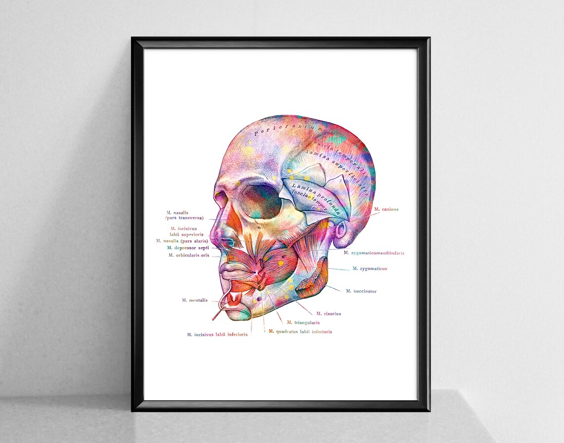Facial Muscles Anatomy Poster Botox Art Esthetician Gift - Etsy