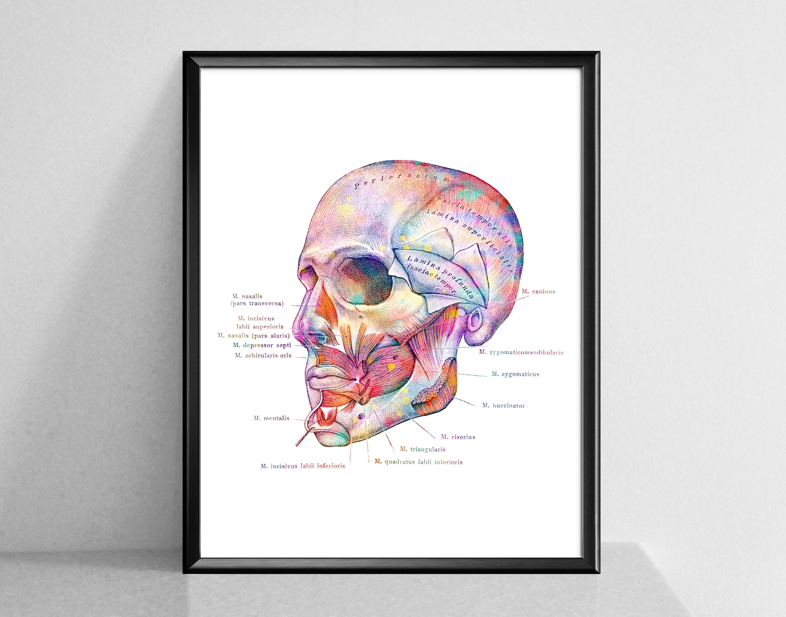 Facial Muscles Anatomy Poster Botox Art Esthetician Gift - Etsy
