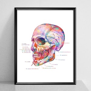 Facial Muscles Anatomy Poster Botox Art Esthetician Gift Massage ...