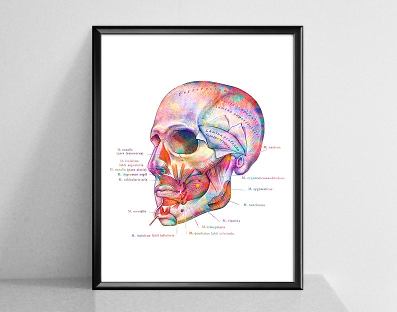 Facial Muscles Anatomy Poster Botox Art Esthetician Gift - Etsy Facial Muscles Anatomy Poster Botox Art Esthetician Gift - Etsy