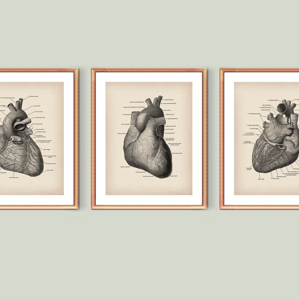 Circulatory System - Etsy