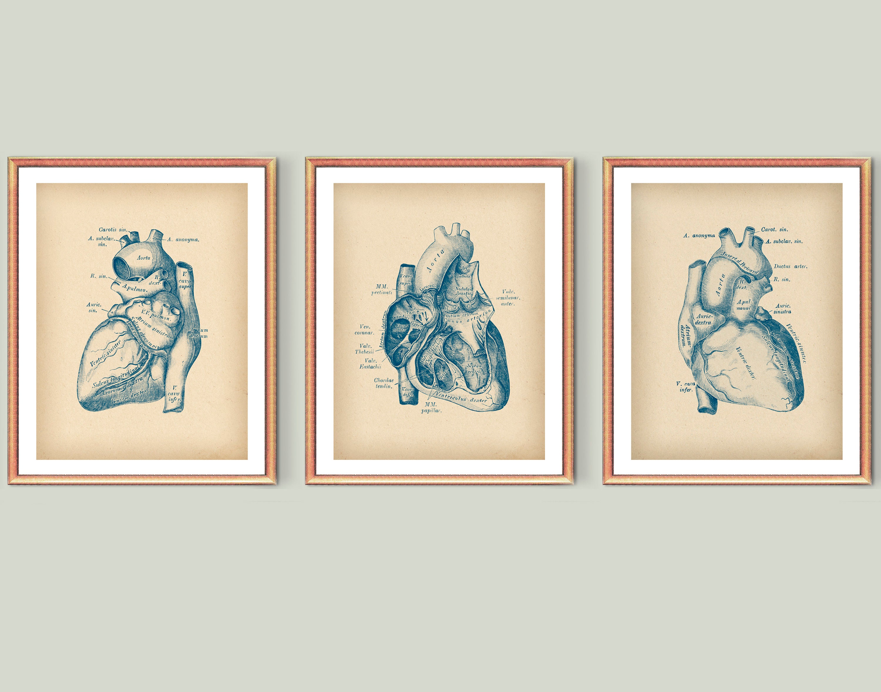 3 Vintage Anatomical Heart Art Cardiology Art Anatomy Art - Etsy