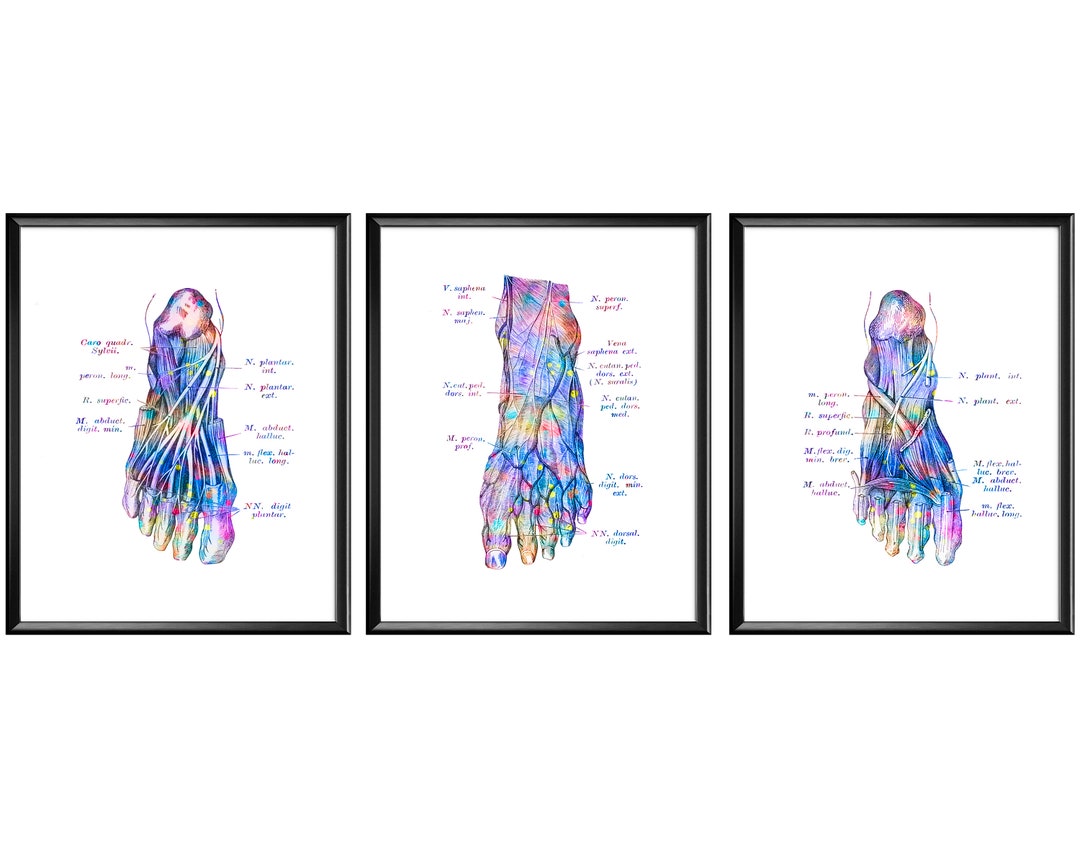 3 Podiatry Art, Foot Muscles Anatomy Art, Medical Poster, Labeled Feet ...