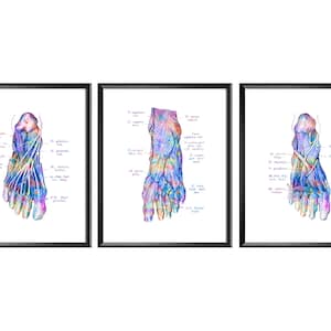 3 Podiatry Art, Foot Muscles Anatomy Art, Medical Poster, Labeled Feet ...