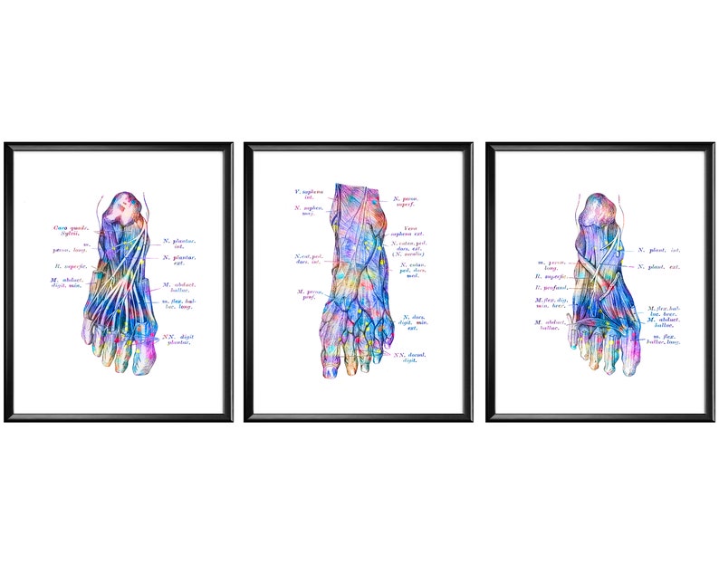 3 Podiatry Art Foot Muscles Anatomy Art Medical Poster - Etsy