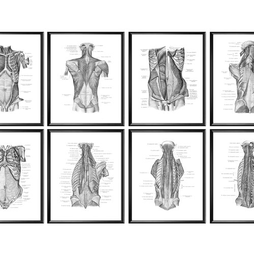 Set 12 Muscle Anatomy Art Human Muscular System Medical - Etsy