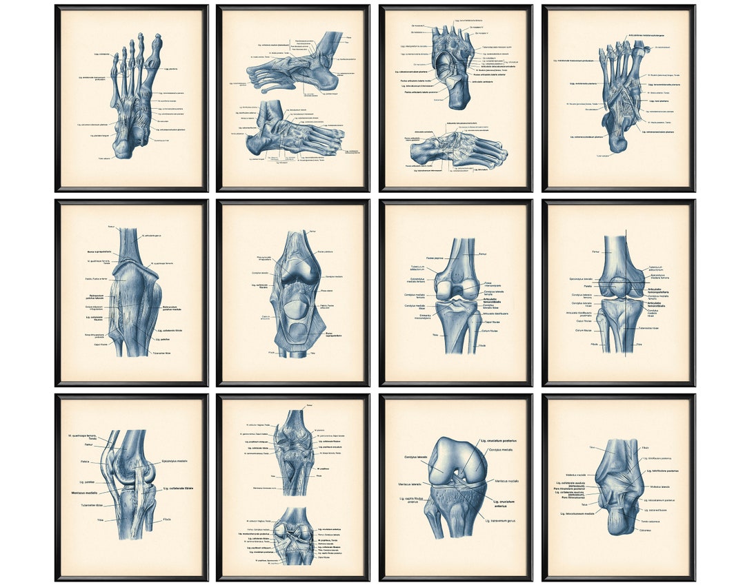 12 Foot and Ankle Anatomy Posters, Skeletal System, Knee Joint ...