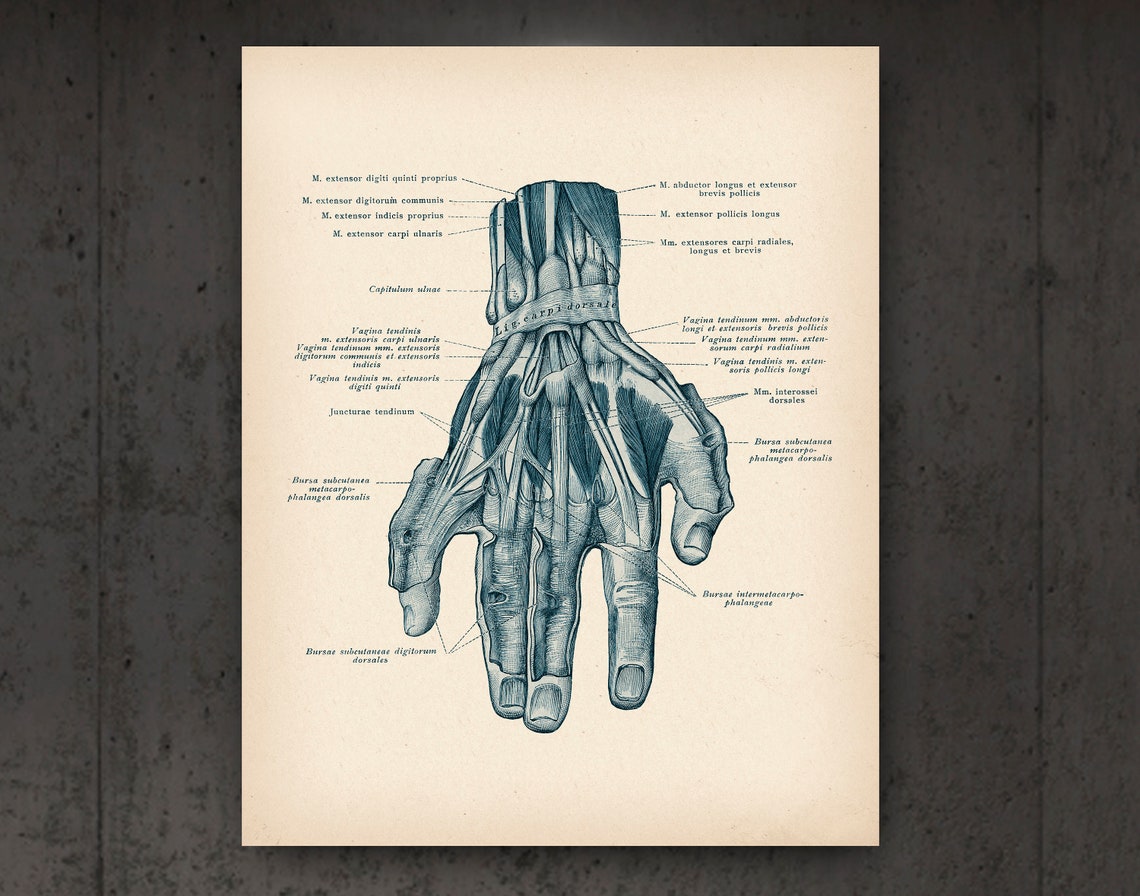 15 Vintage Hand Anatomy Posters Muscular System Medical Art - Etsy