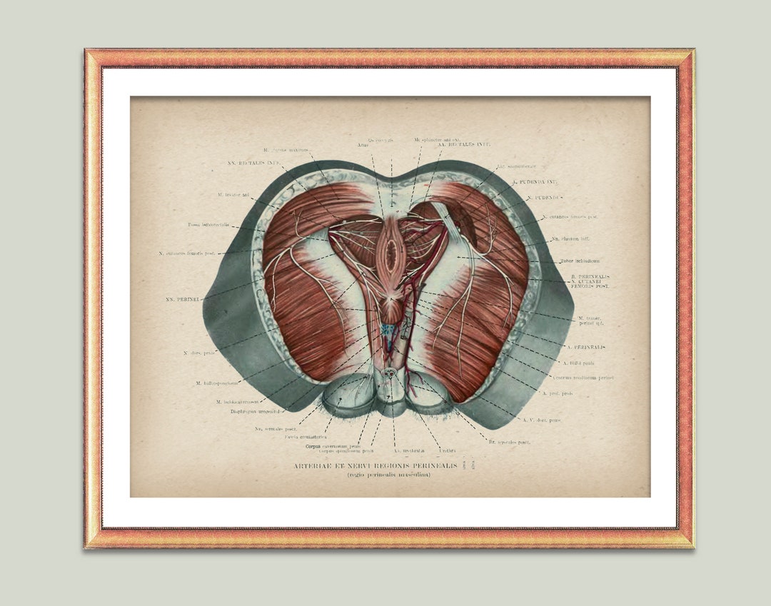 Male Perineal Anatomy Poster, Pelvic Floor Art, Genitourinary System ...