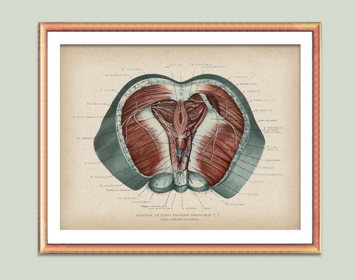Male Perineal Anatomy Poster, Pelvic Floor Art, Genitourinary System ...