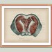 Male Perineal Anatomy Poster, Pelvic Floor Art, Genitourinary System ...