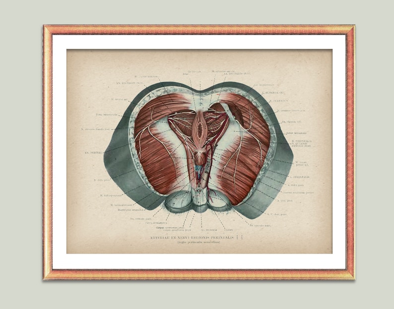 Male Perineal Anatomy Poster Pelvic Floor Print - Etsy Hong Kong