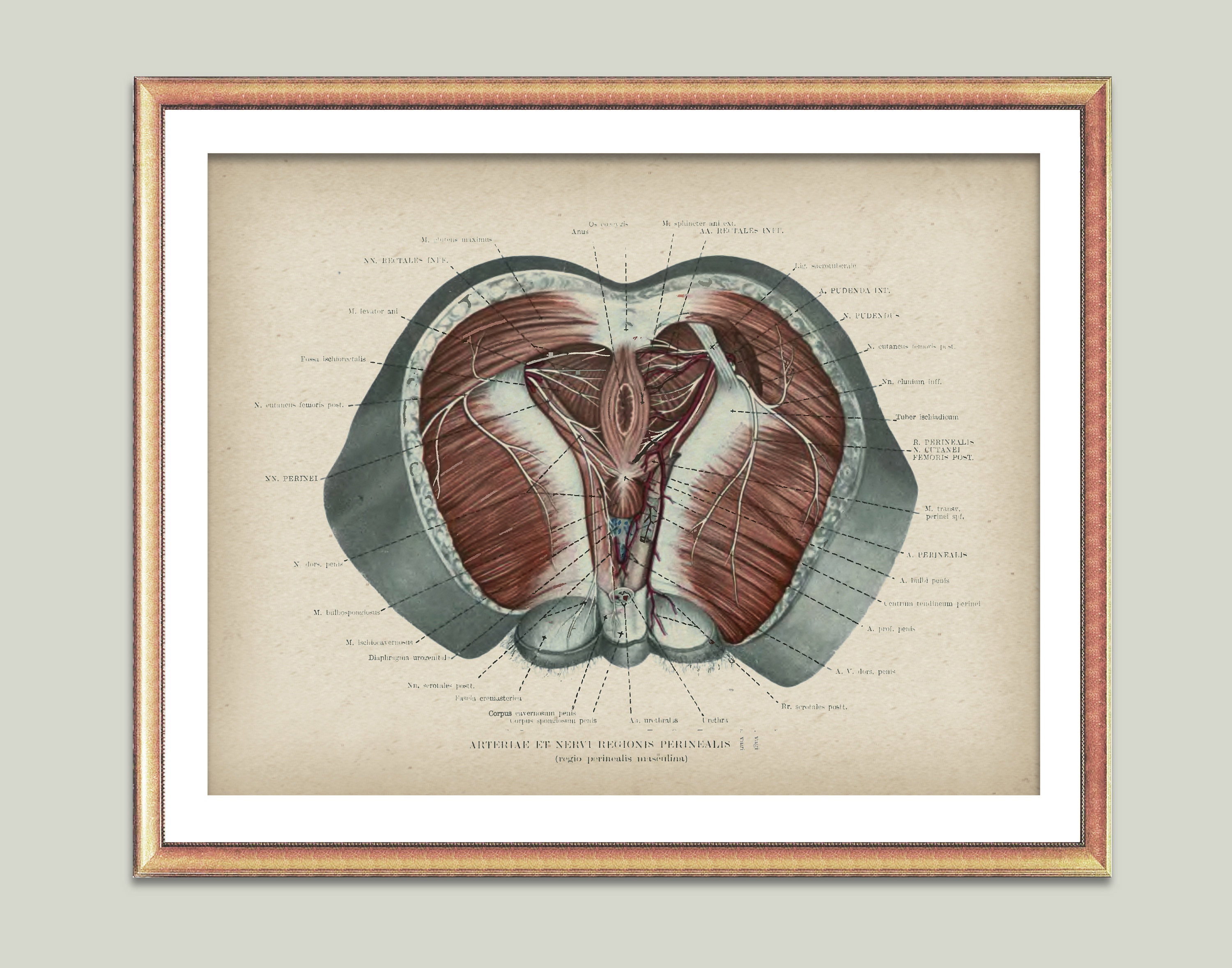Poster di anatomia perineale maschile stampa del pavimento - Etsy Italia