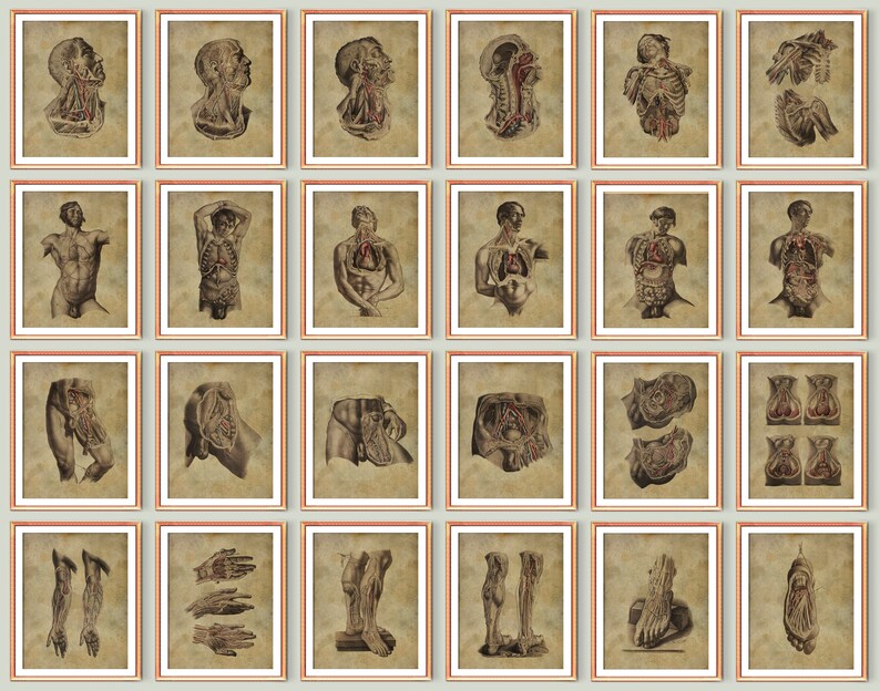 24 Vintage Human Anatomy Diagram Posters Anatomical Systems Labeled ...