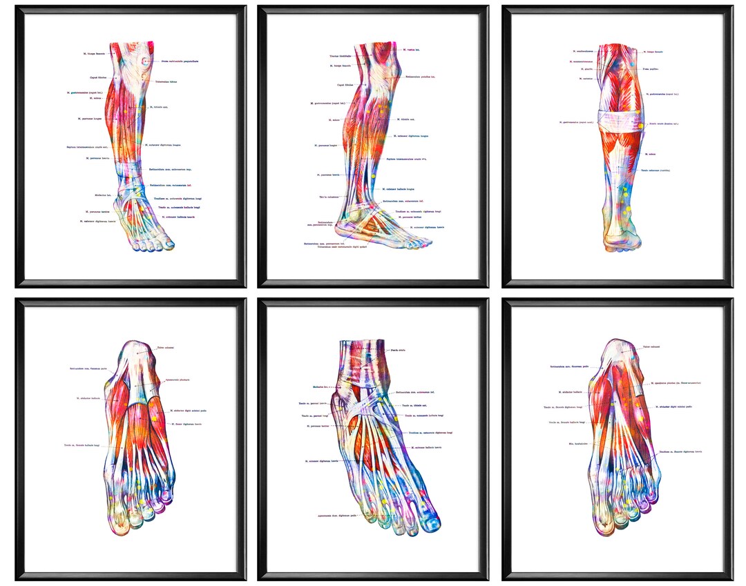 Foot Anatomy 6 Posters Muscles Print Podiatry Art Orthopedia - Etsy