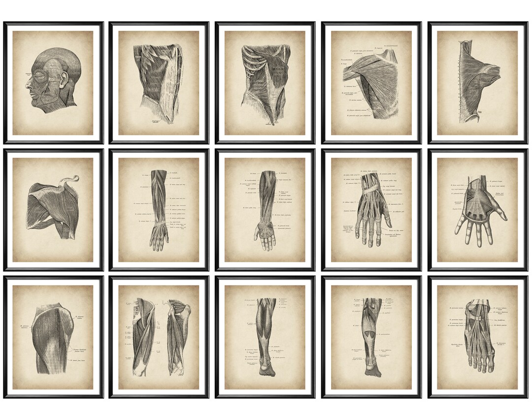 15 Vintage Human Muscular System Posters Physiology Art Surgical ...