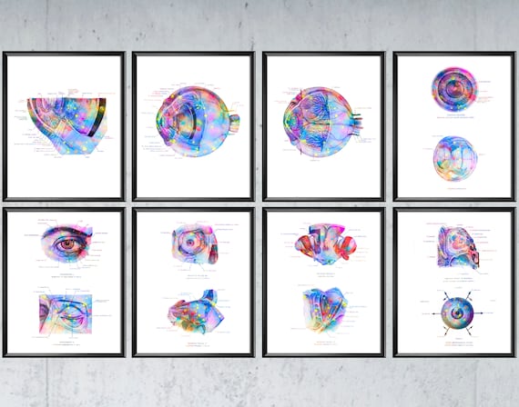 Anatomical Eye Poster Set Human Eye Anatomy Watercolor Print | Etsy