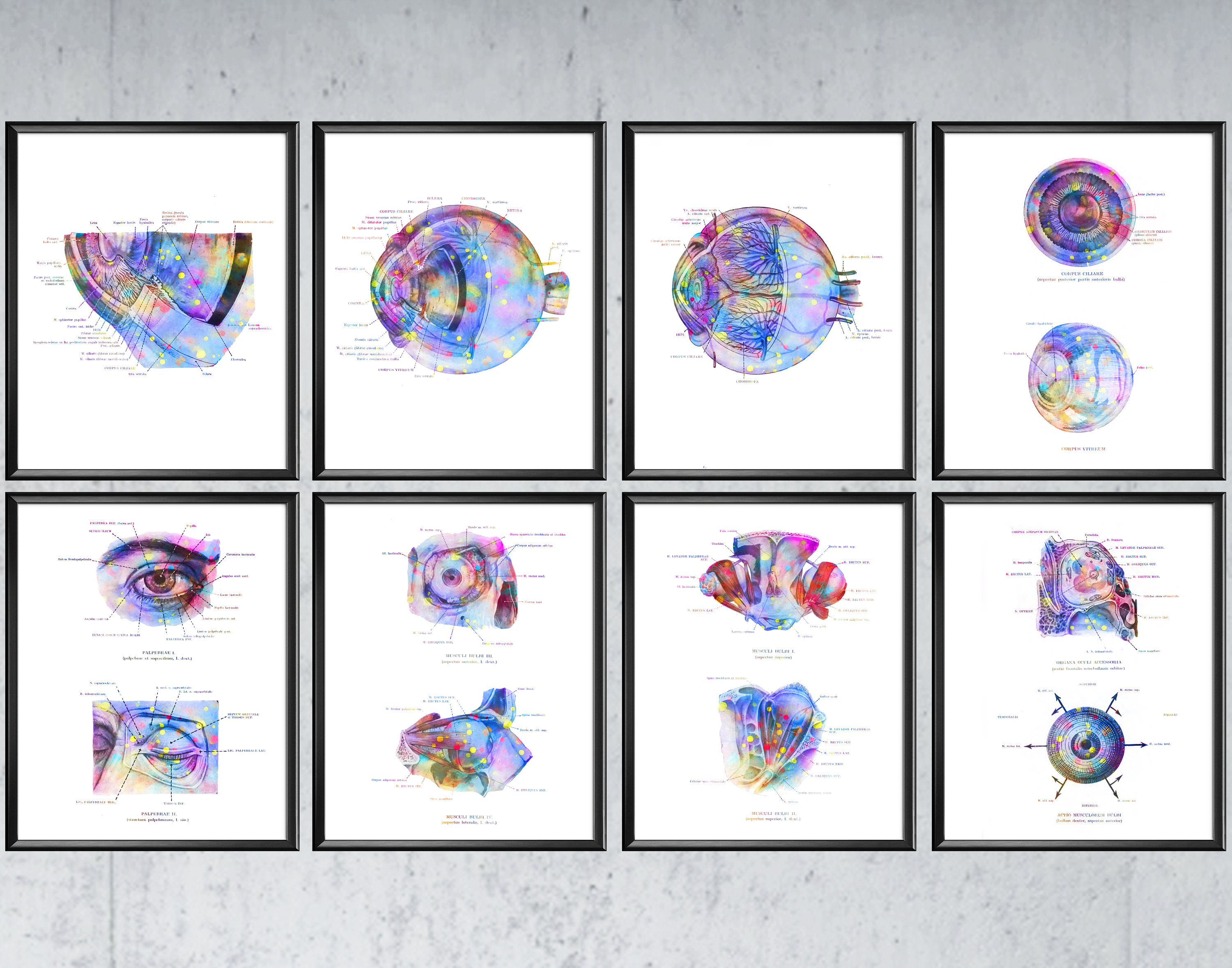 Anatomical Eye Poster Set Human Eye Anatomy Watercolor Print | Etsy