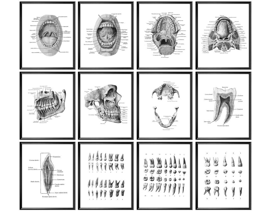 12 Dental Anatomy Art Tooth Anatomy Print Dentist Gift Dental Office ...