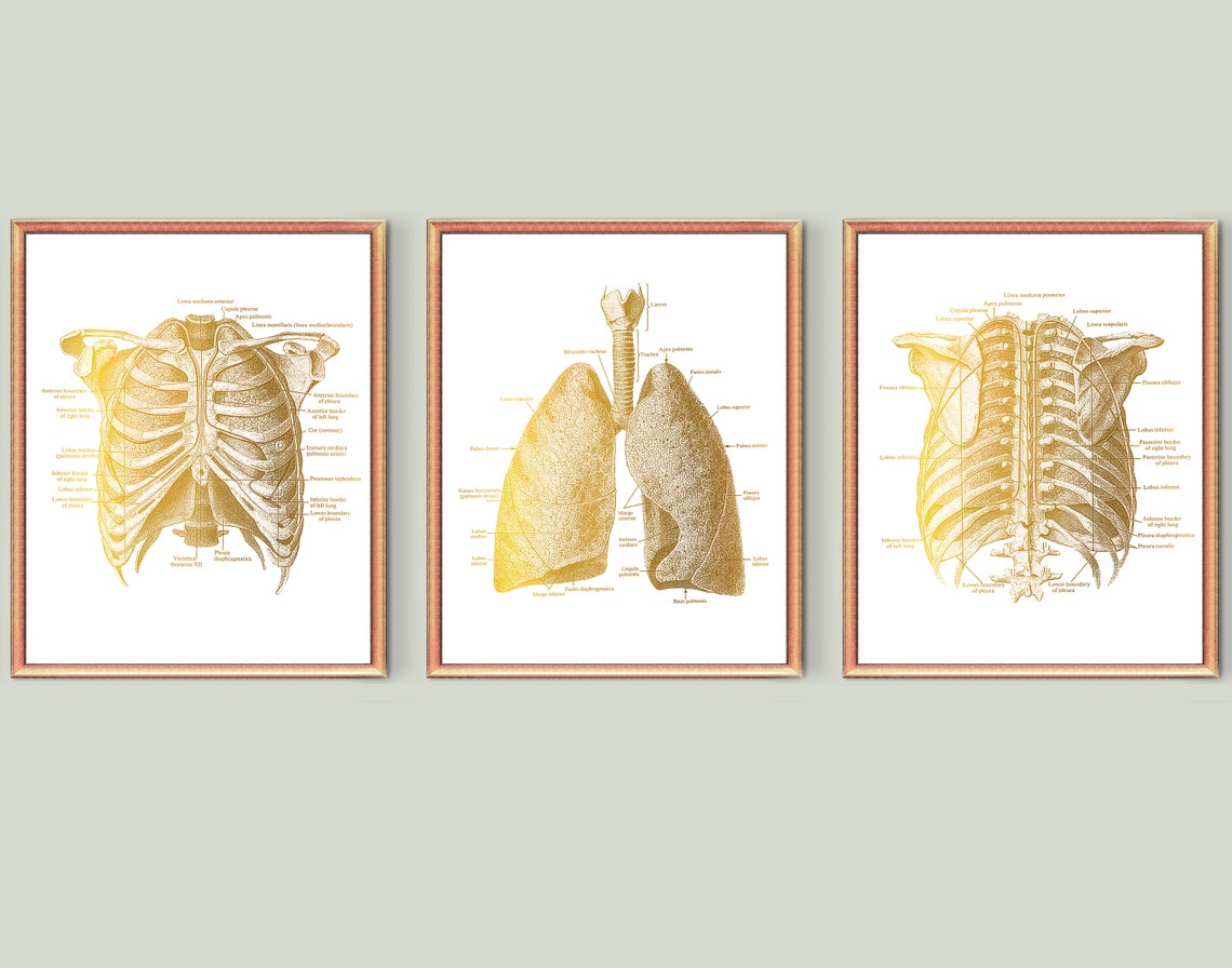 Respiratory System Anatomy Art Lungs Inside Rib Cage Art - Etsy