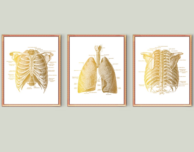 Respiratory System Anatomy Art Lungs Inside Rib Cage Art - Etsy