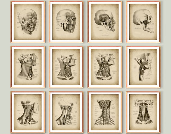 12 Vintage Anatomy Posters Muscles of the Head and Neck Facial - Etsy