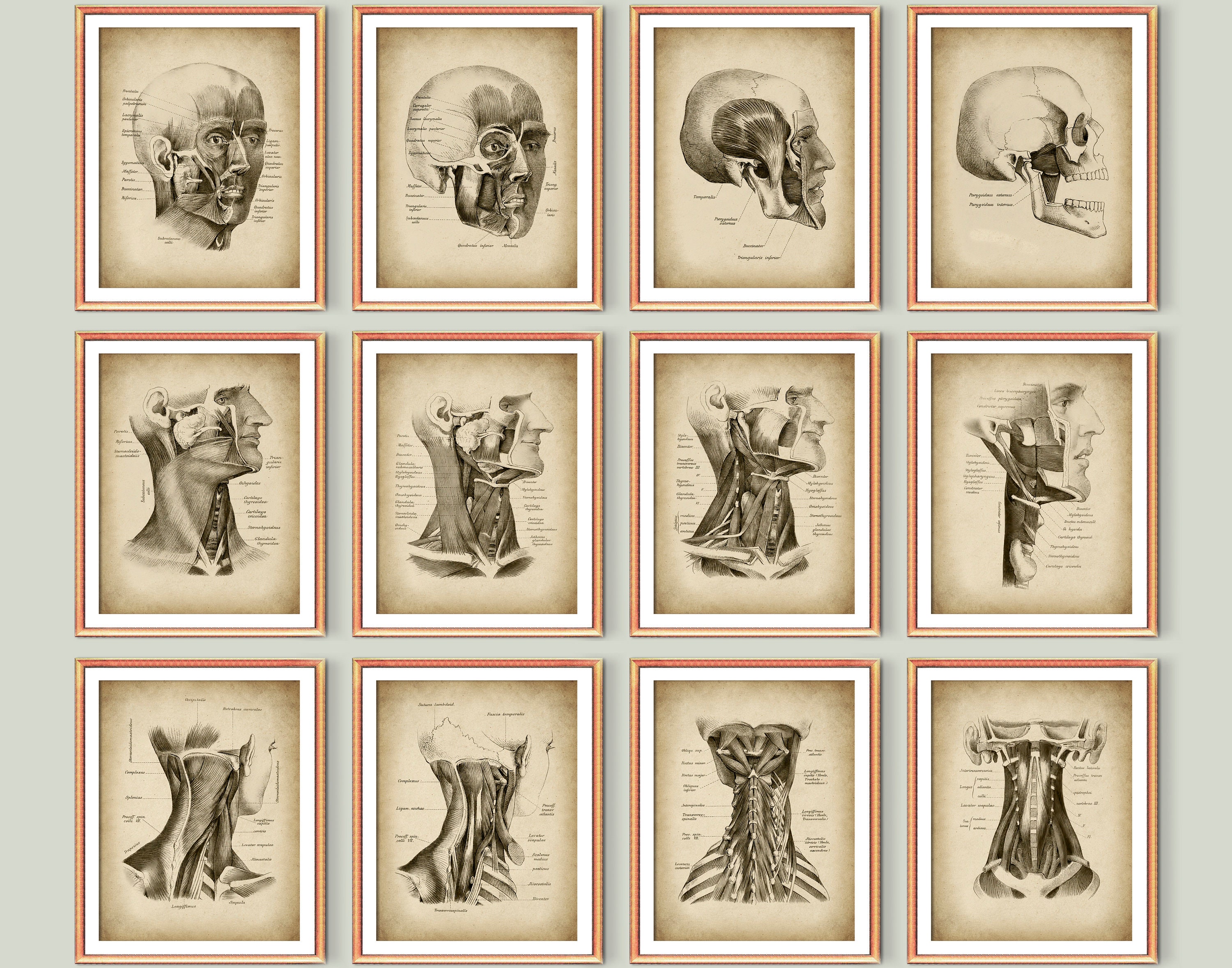 12 Vintage Anatomía Pósters Músculos de la Cabeza y el Cuello - Etsy México