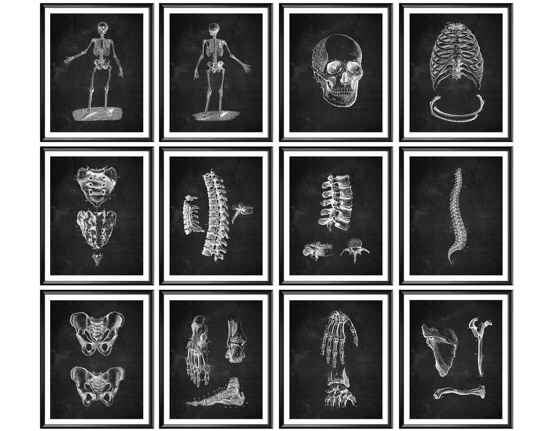 12 Human Skeletal System Anatomy Posters Skeleton Structure Chalkboard ...