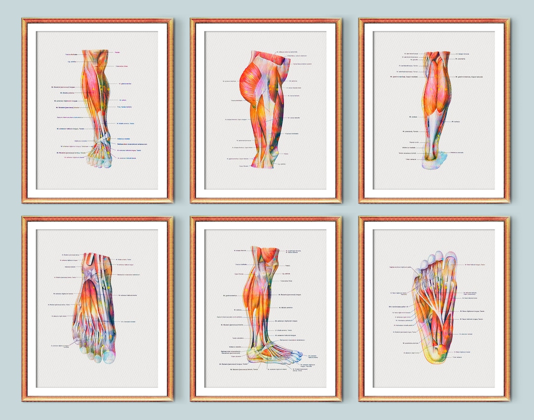 Foot Muscles Anatomy Print Set of 6 Surgical Art Medical Poster ...