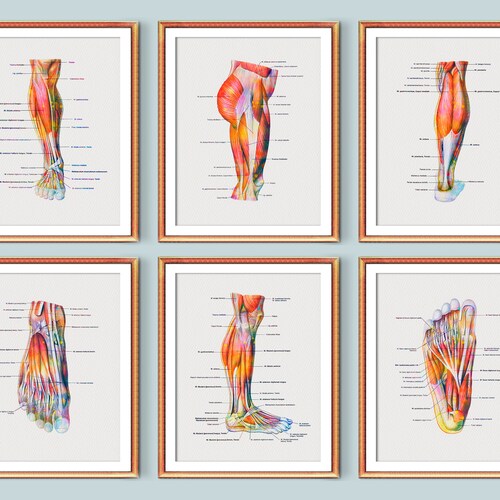 Foot Anatomy Posters Podiatry Art Medical Decor Muscles and - Etsy