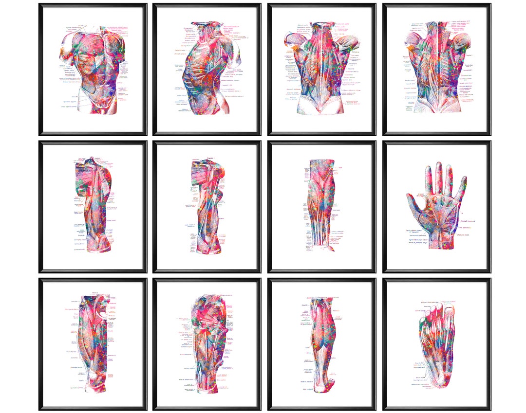 12 Anatomy of Muscles Art, Physiology Art, Muscular System, Skeletal ...