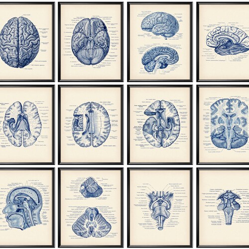 12 Anatomical Brain Posters Neurology Art Medical Decor Human - Etsy
