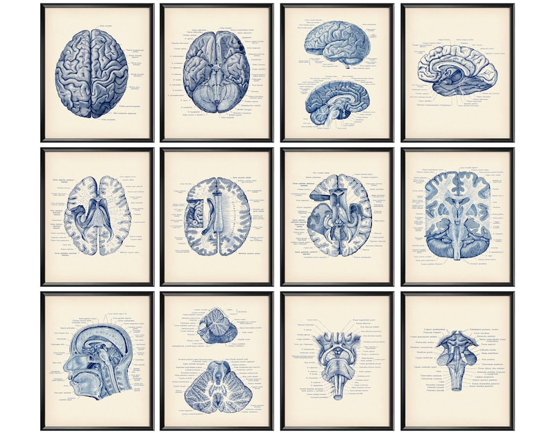 Neurology Vintage Art Anatomical Brain Poster Brain Anatomy | Etsy