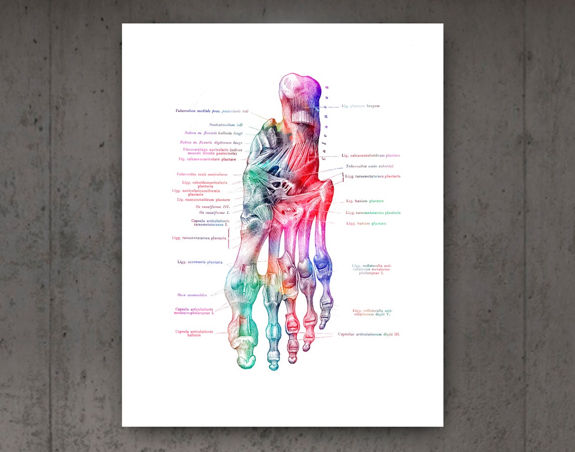Foot Bones Anatomy Print Set of 6 Podiatry Art Medical Poster - Etsy