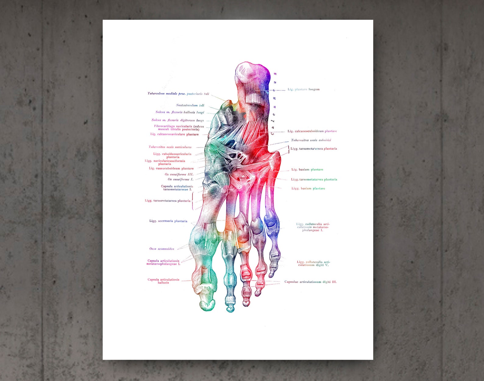 Foot Bones Anatomy Print Set of 6 Podiatry Art Medical Poster ...