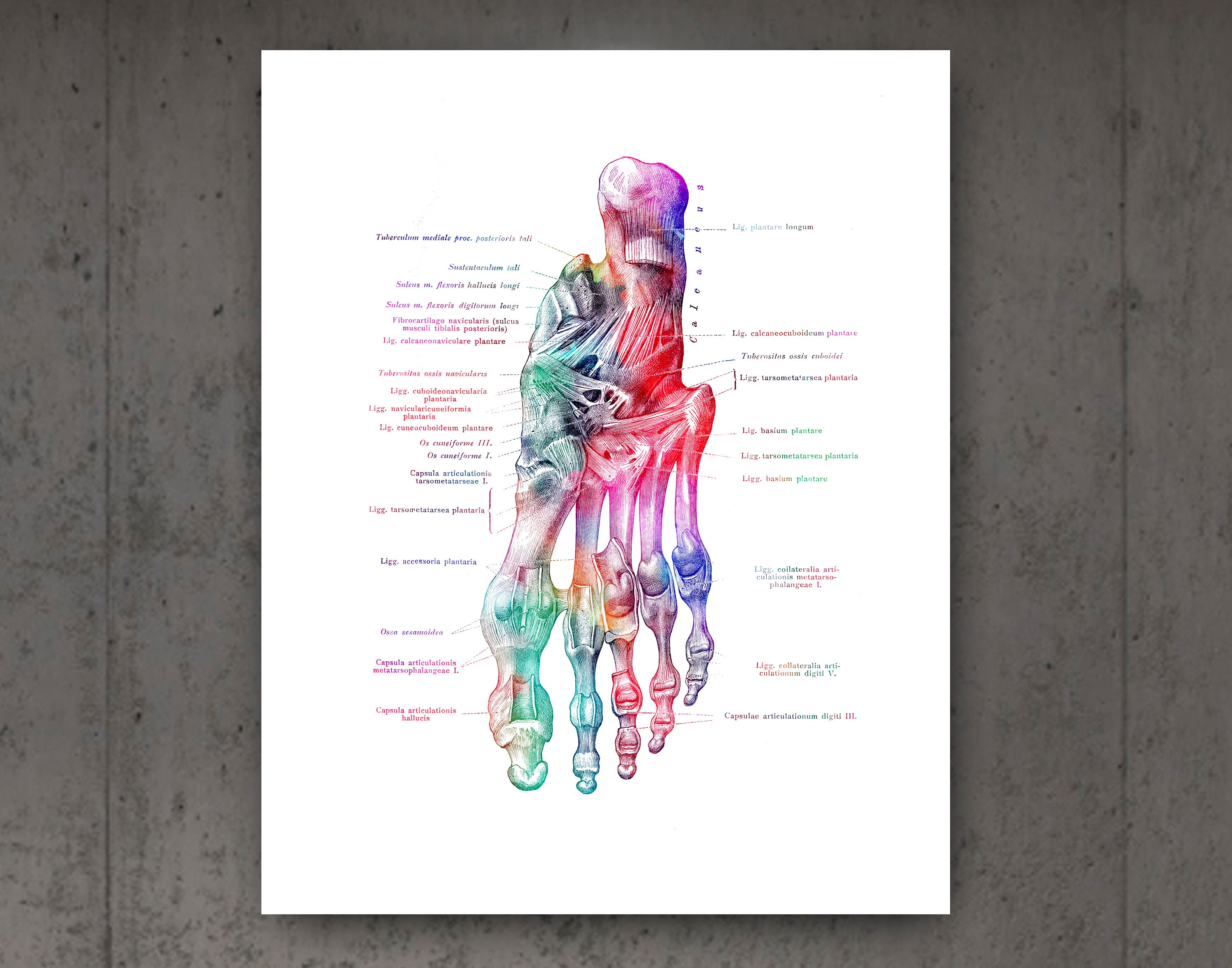 Foot Bones Anatomy Print Set of 6 Podiatry Art Medical Poster - Etsy