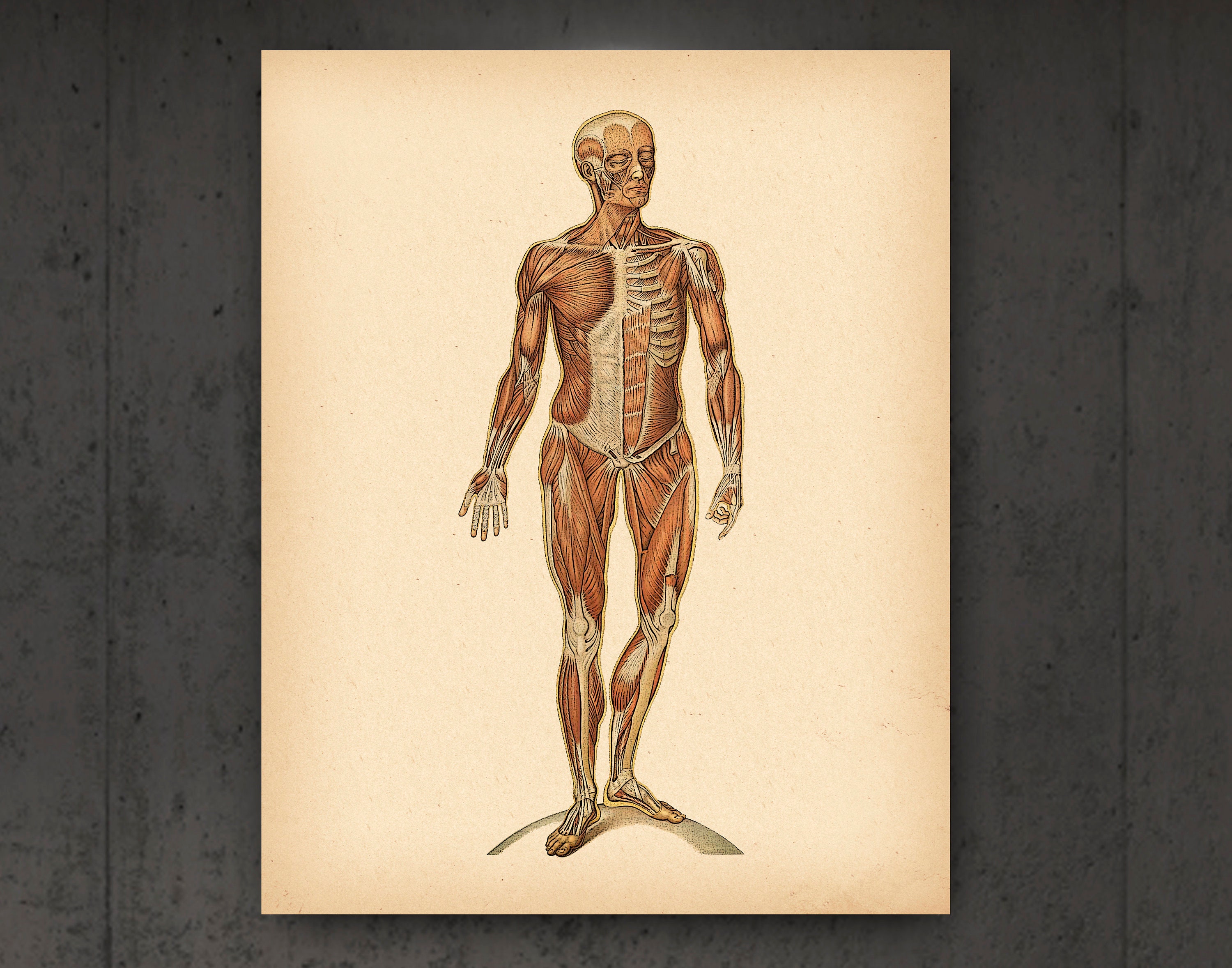 Anatomy Art Set of 12 Vintage Anatomy Poster Anatomical Decor - Etsy