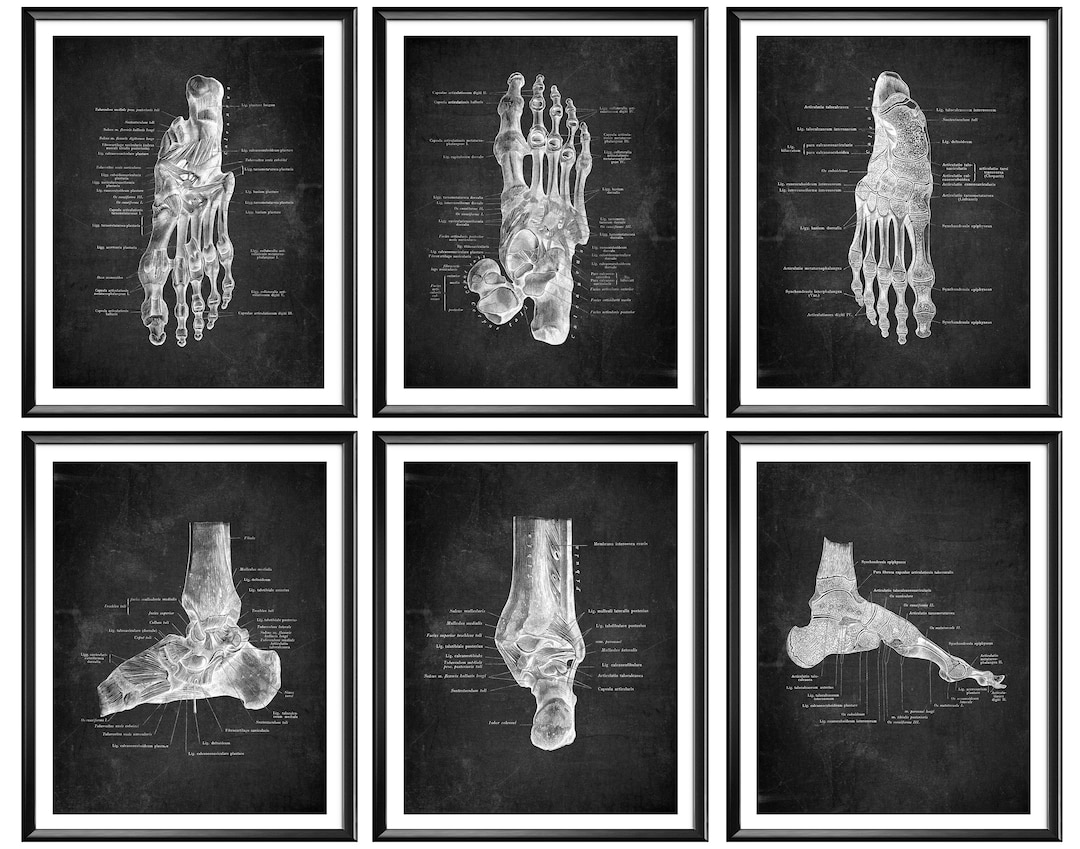 Anatomical Human Foot Posters Anatomy Chalkboard Art Podiatrist Gift ...