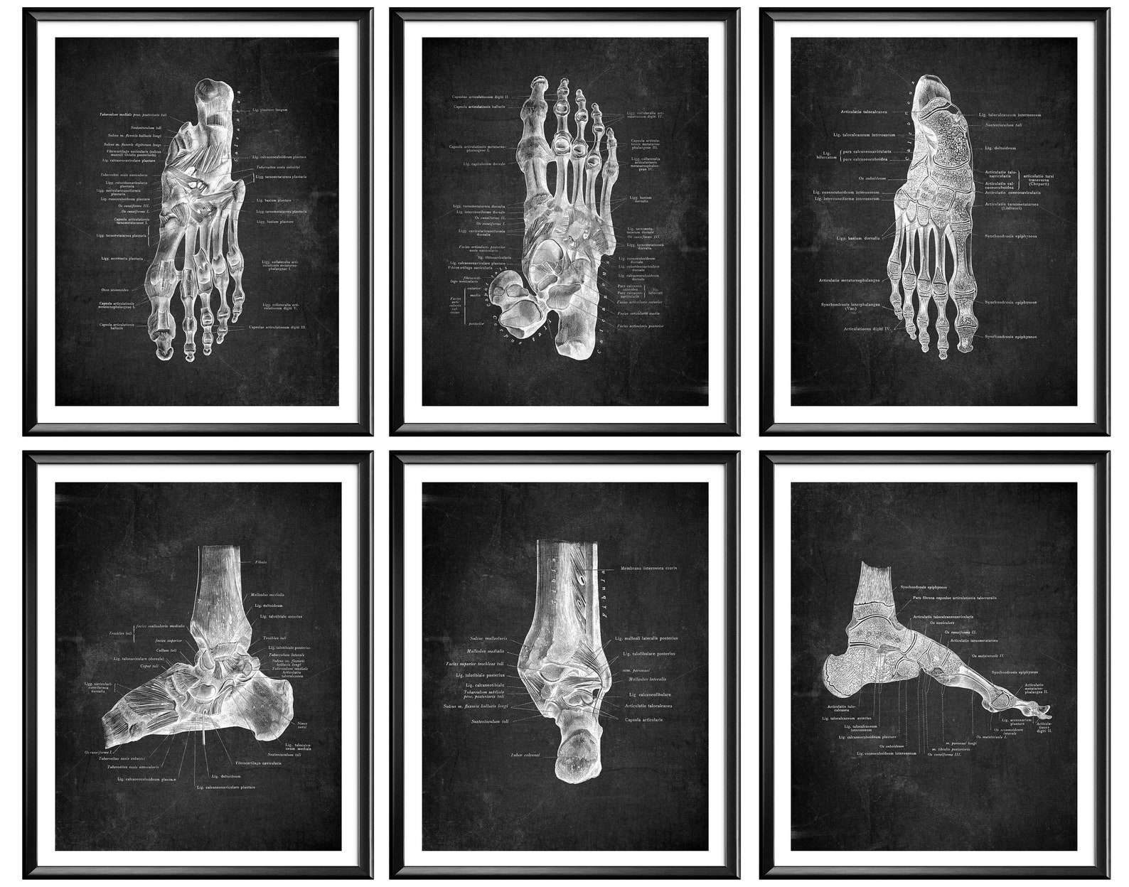 Anatomical Human Foot Posters Anatomy Chalkboard Art - Etsy