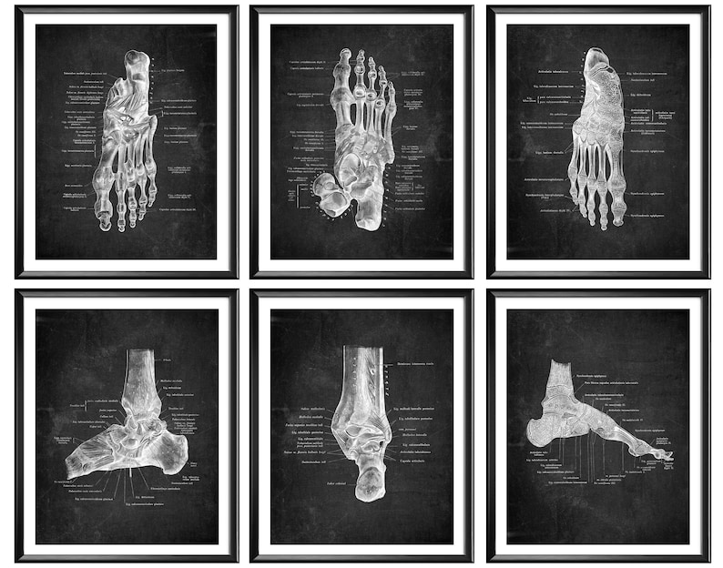 Anatomical Human Foot Posters Anatomy Chalkboard Art | Etsy